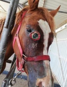 ᐉ Habronemiasis equina: causas,sintomas,diagnostico,tratamiento